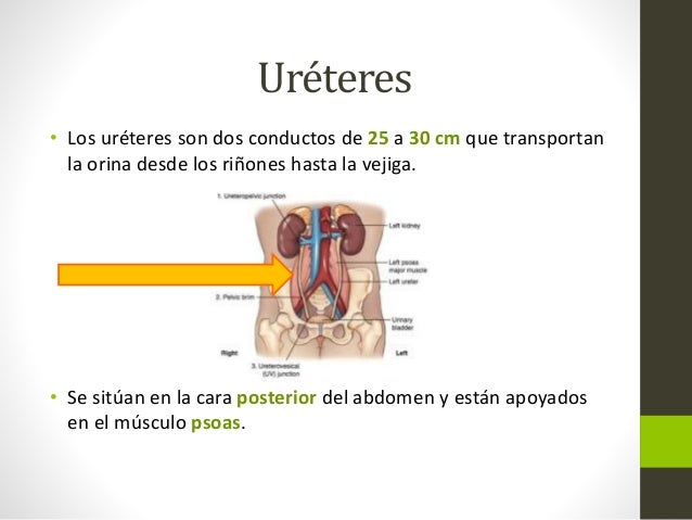 Anatomia de uréteres, vejiga y uretra.