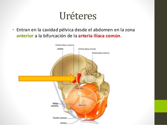 Uréteres Y Sus Partes – Uréteres Anatomia – JCGDPK
