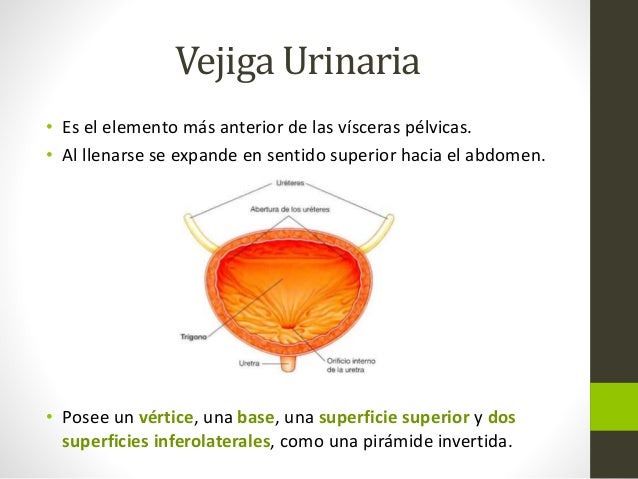 Anatomia de uréteres, vejiga y uretra.
