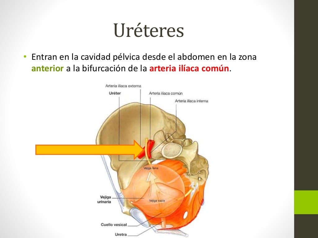 Anatomia de uréteres, vejiga y uretra.