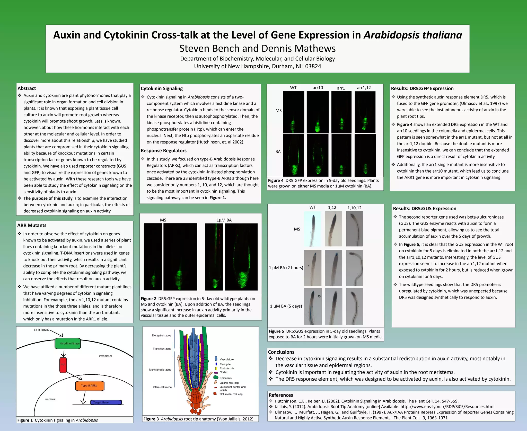 Auxin and Cytokinin Cross-talk at the Level of Gene Expression in ...