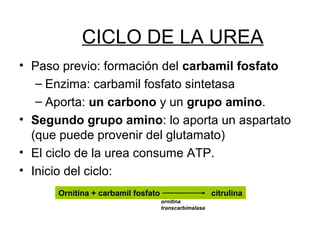 Urea | PPT