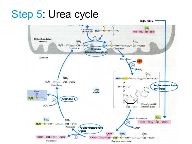 Urea Cycle Lehninger Effects Of Ammonia Starvation On Energy