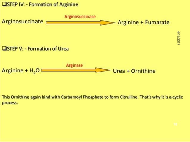 Urea and Uric acid | PPTX