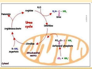 Urea and Uric acid | PPTX