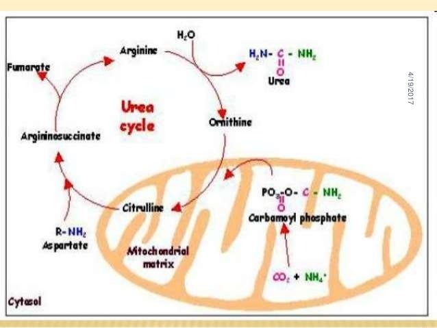Urea and Uric acid