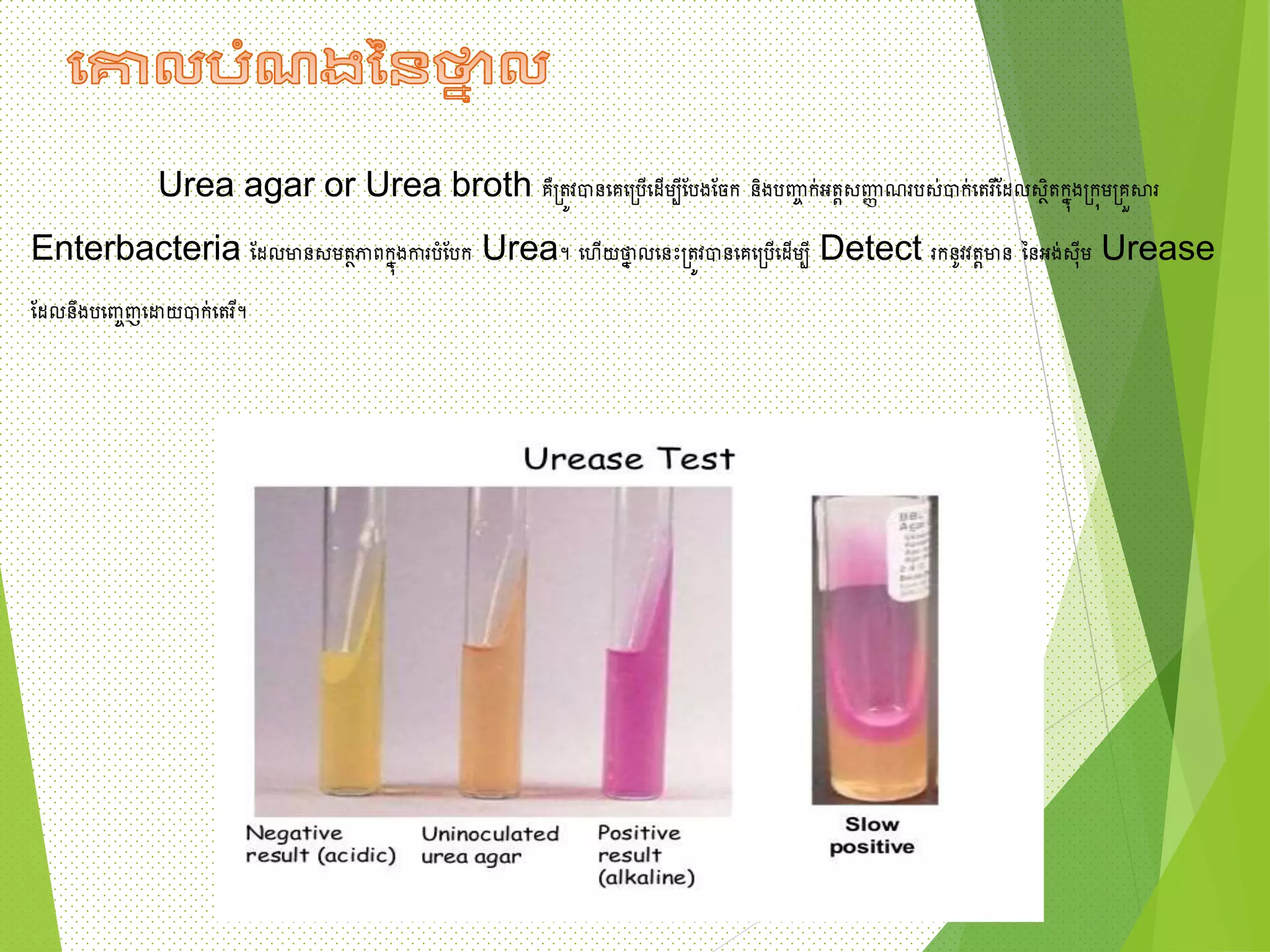 Urea media | PPTX