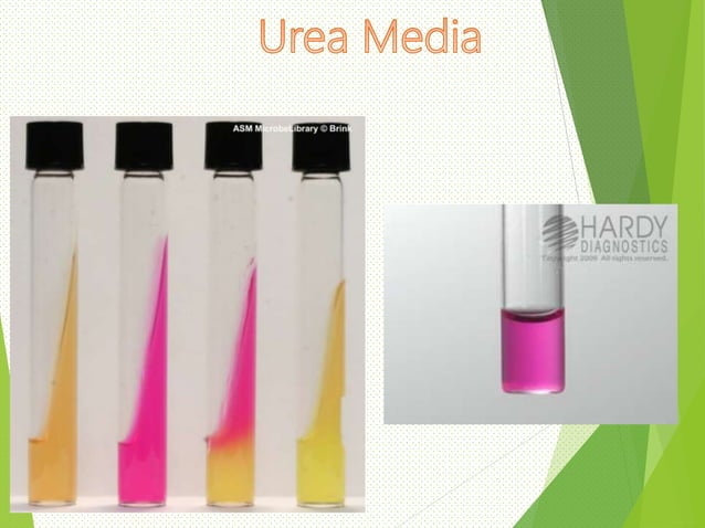 Urea media | PPT | Free Download