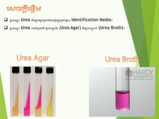 Urea media | PPTX