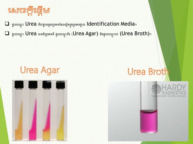 Urea media | PPT