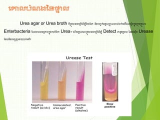 Urea media | PPTX