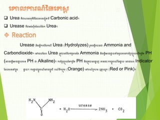 Urea media | PPTX