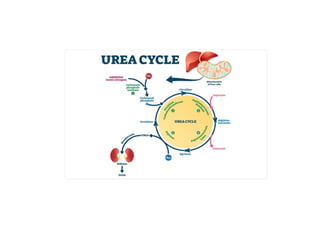 urea 1.pdf