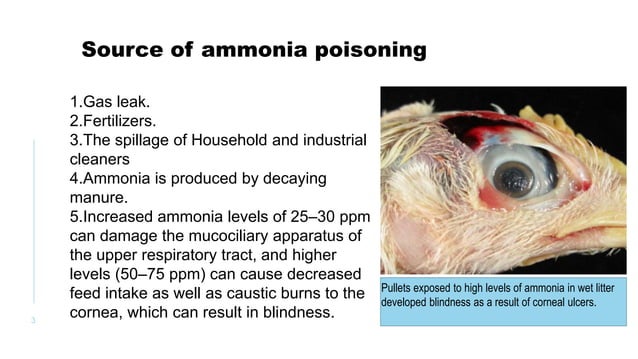 Urea And ammonia toxicity.pptx | Digestive Disorders | Diseases and ...