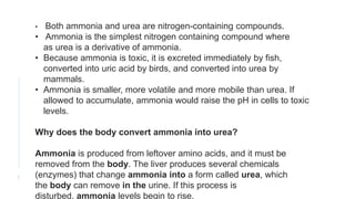 Urea And ammonia toxicity.pptx