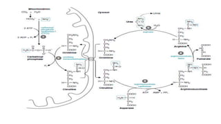 Urea cyce | PPT