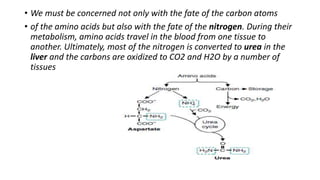 Urea cyce | PPTX | Chemistry | Science