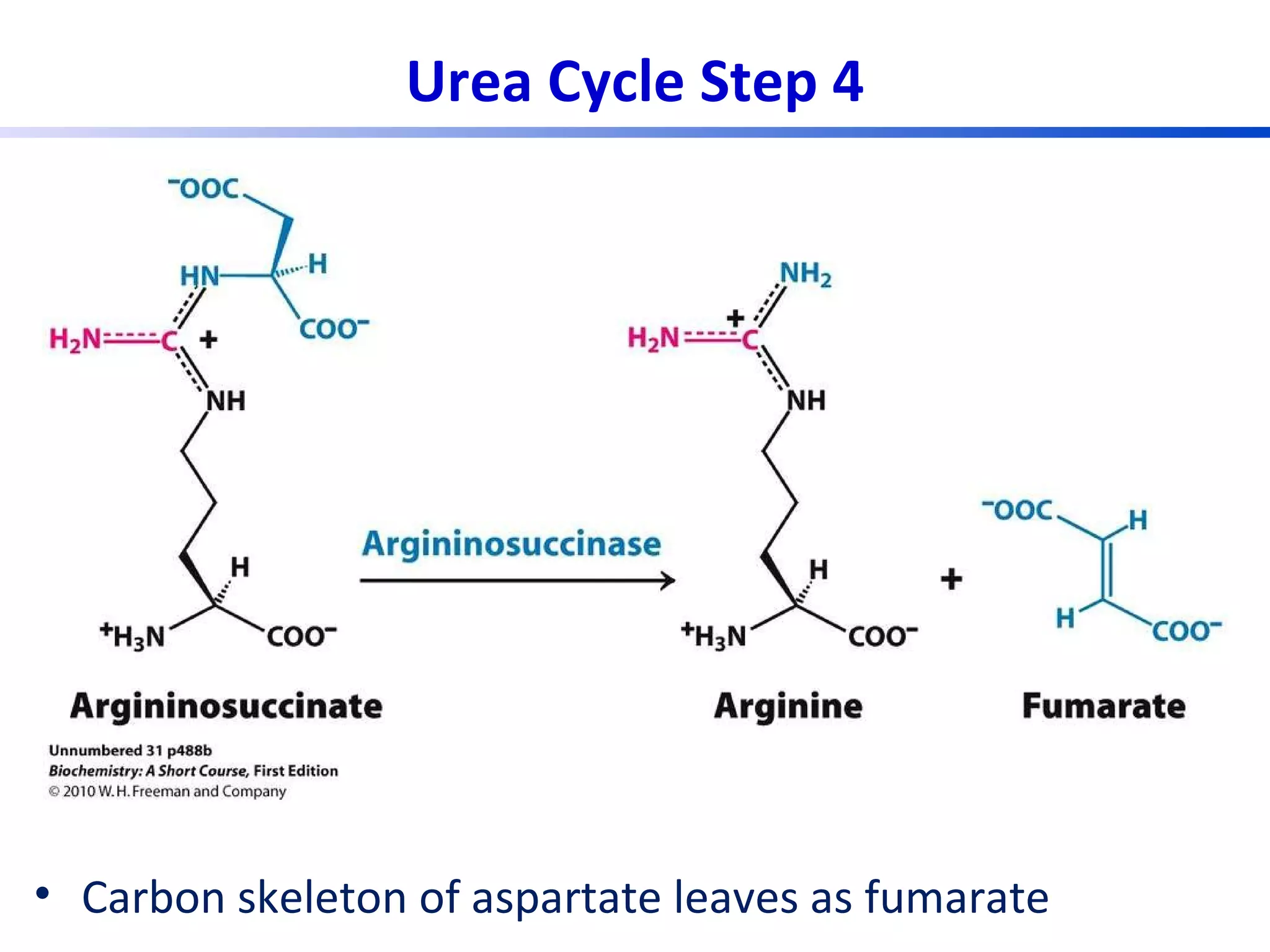 Urea cycle | PPT