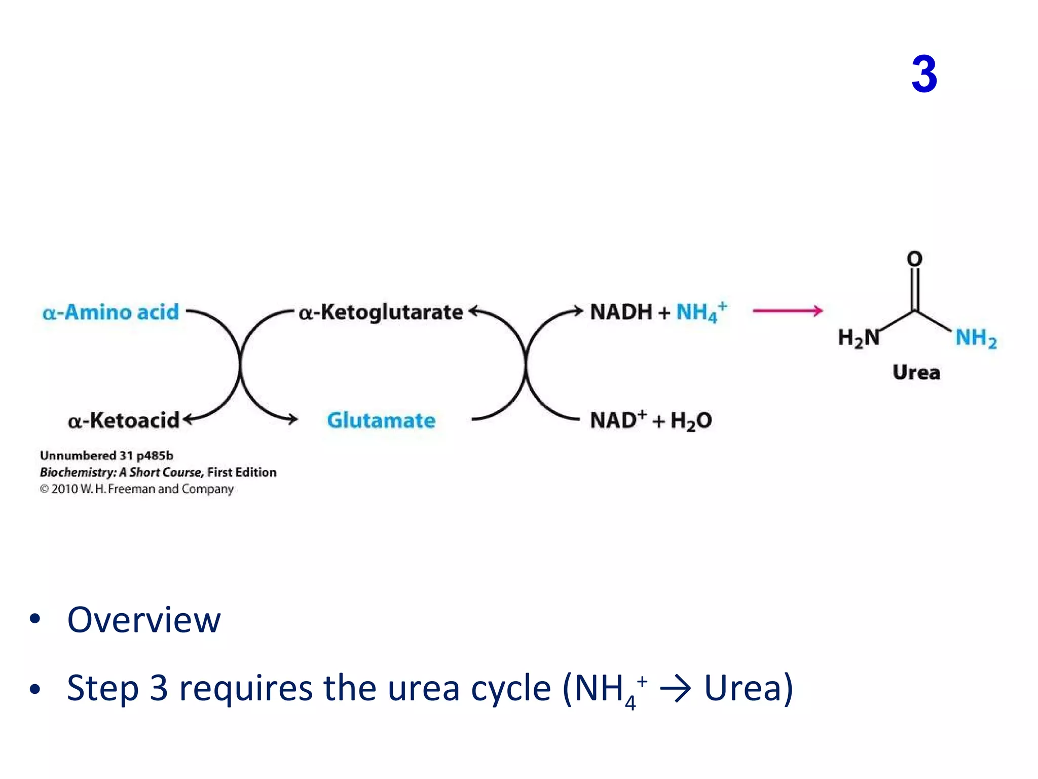 Urea cycle | PPT