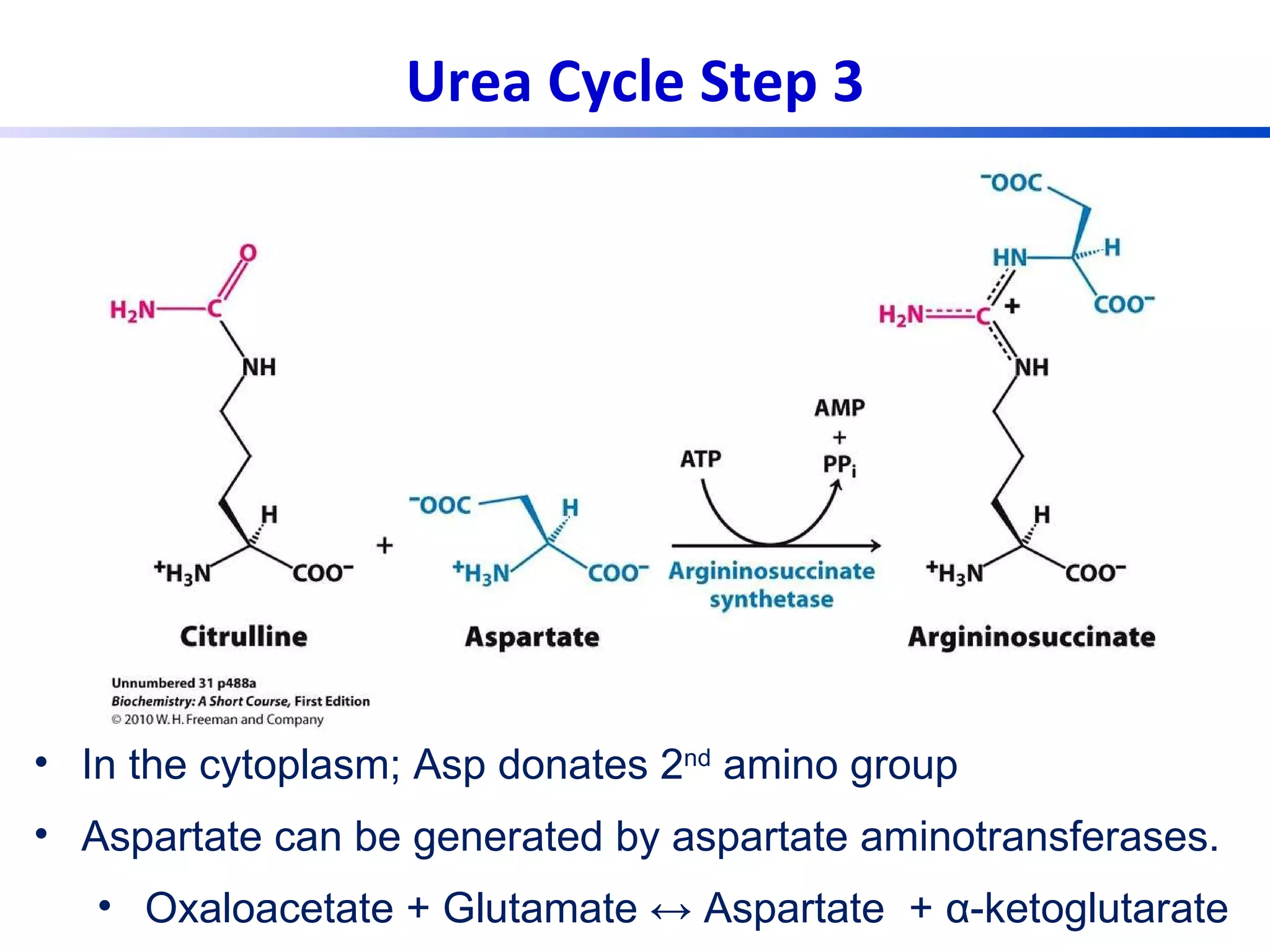 Urea cycle | PPT