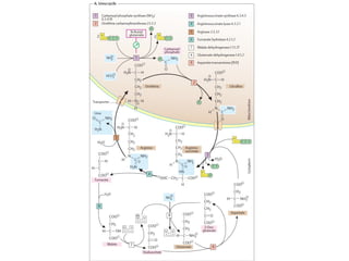 Urea cycle | PPT