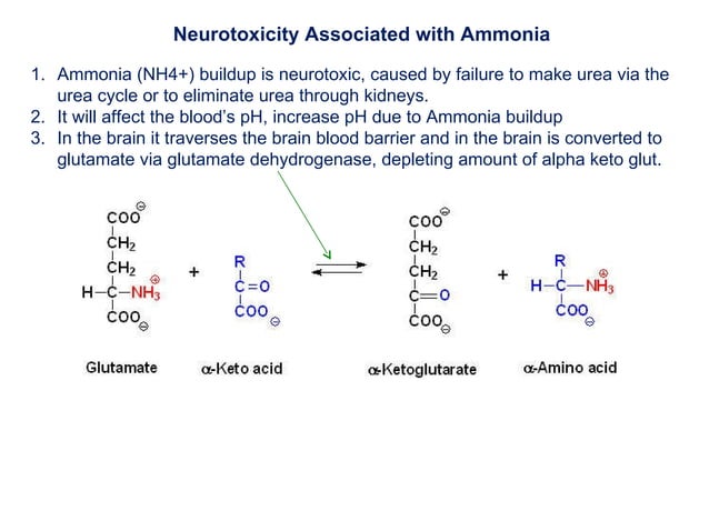 Urea cycle | PPT