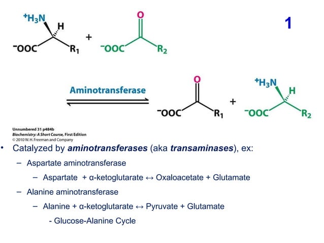 Urea cycle | PPT