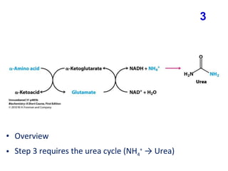 Urea cycle | PPT