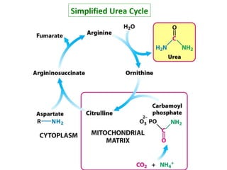 Urea cycle | PPT