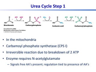 Urea cycle | PPT
