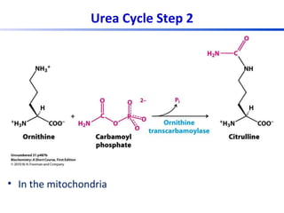 Urea cycle | PPT