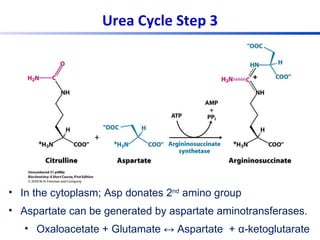 Urea cycle | PPT