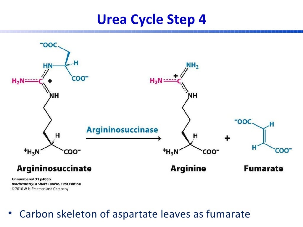 Urea cycle
