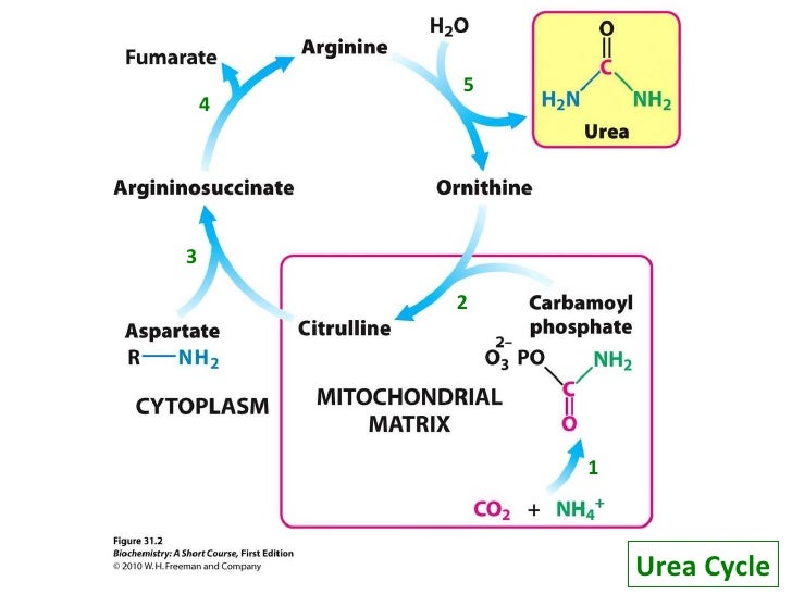 Urea cycle