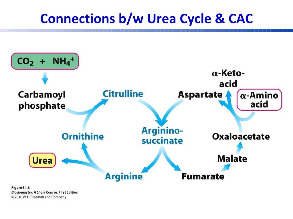 Urea cycle