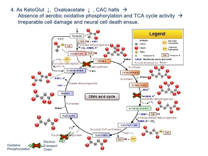 Urea cycle