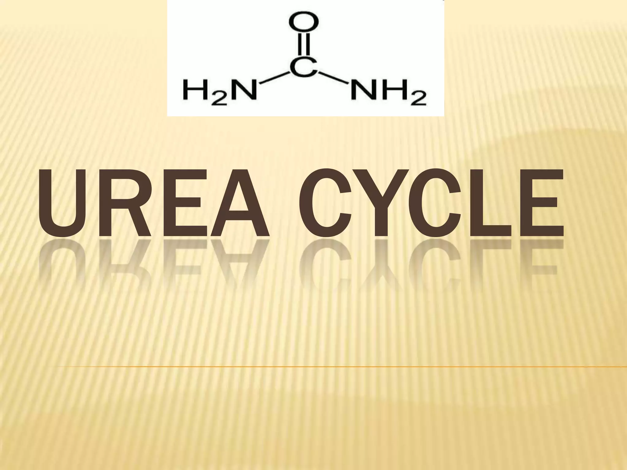 Urea cycle | PPTX