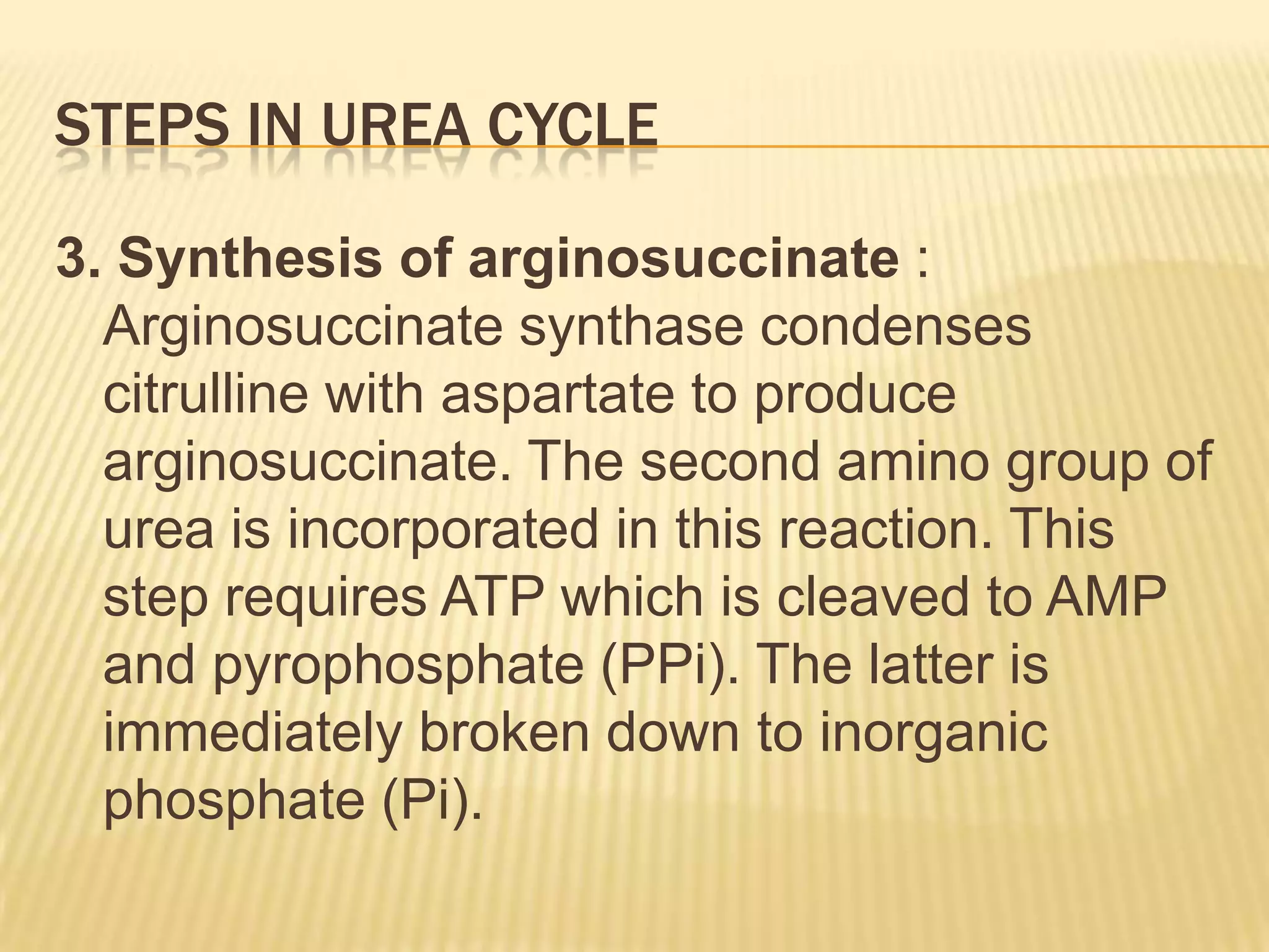 Urea cycle | PPTX