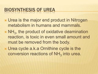 Urea cycle | PPTX