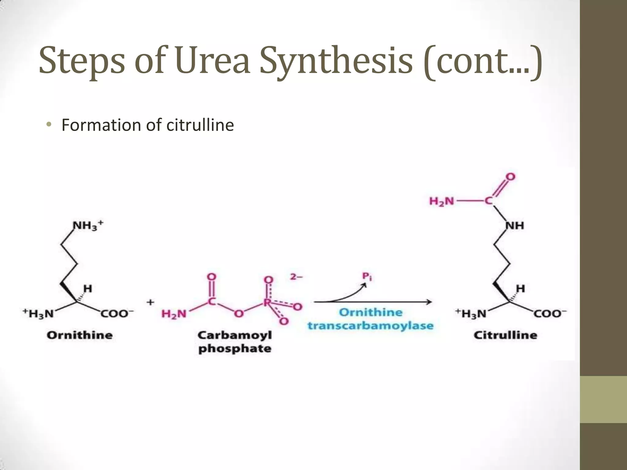 Urea cycle | PPTX