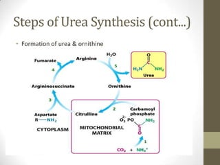 Urea cycle | PPTX | Chemistry | Science
