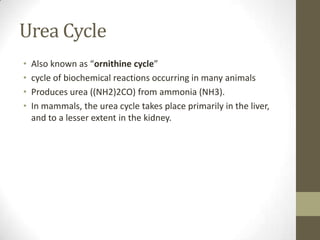 Urea cycle | PPTX | Chemistry | Science