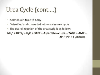 Urea cycle | PPTX | Chemistry | Science