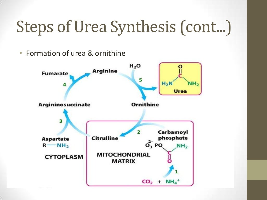 Urea cycle
