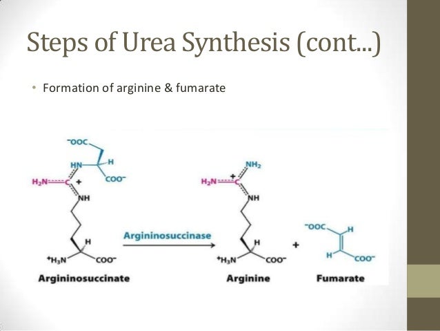 Urea cycle