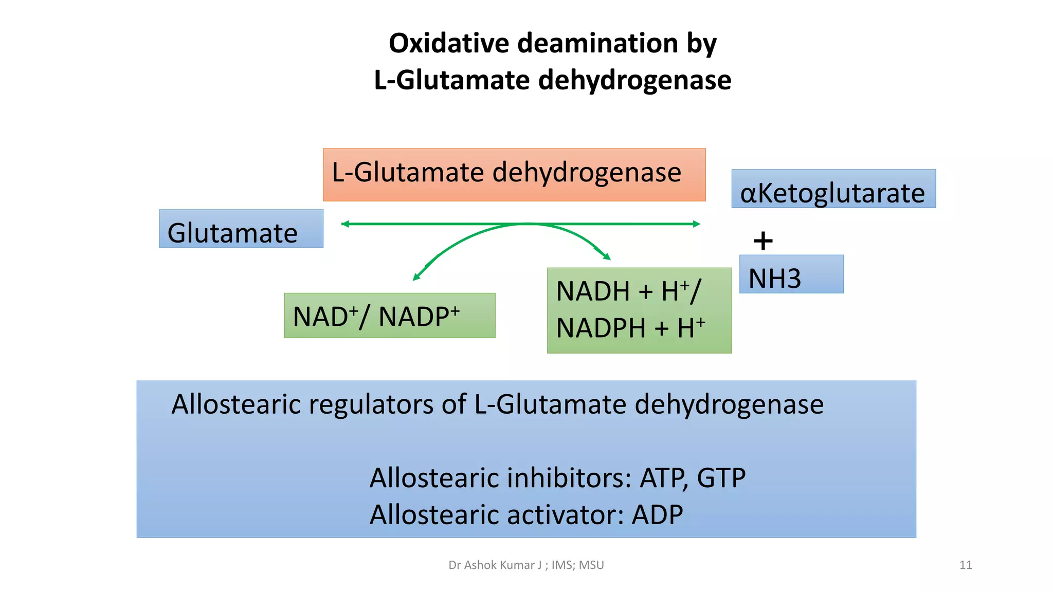 Formation of ammonia and Urea cycle by Dr. Ashok Kumar J | PPTX