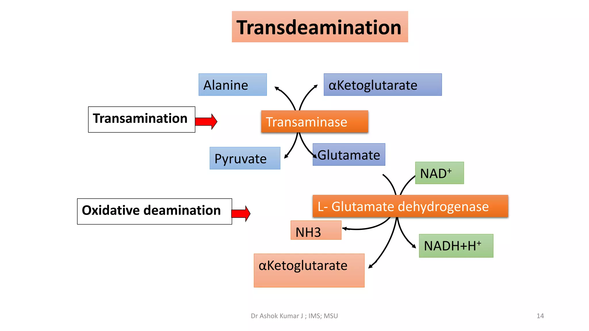 Formation of ammonia and Urea cycle by Dr. Ashok Kumar J | PPTX