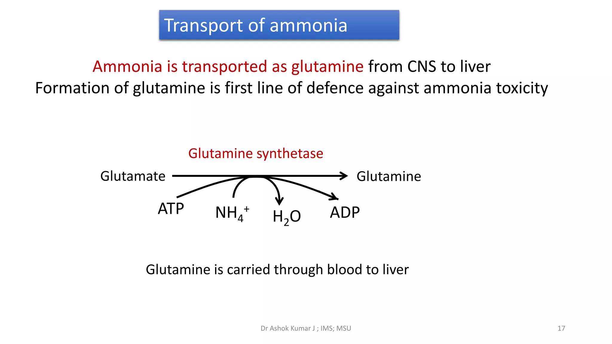 Formation of ammonia and Urea cycle by Dr. Ashok Kumar J | PPTX