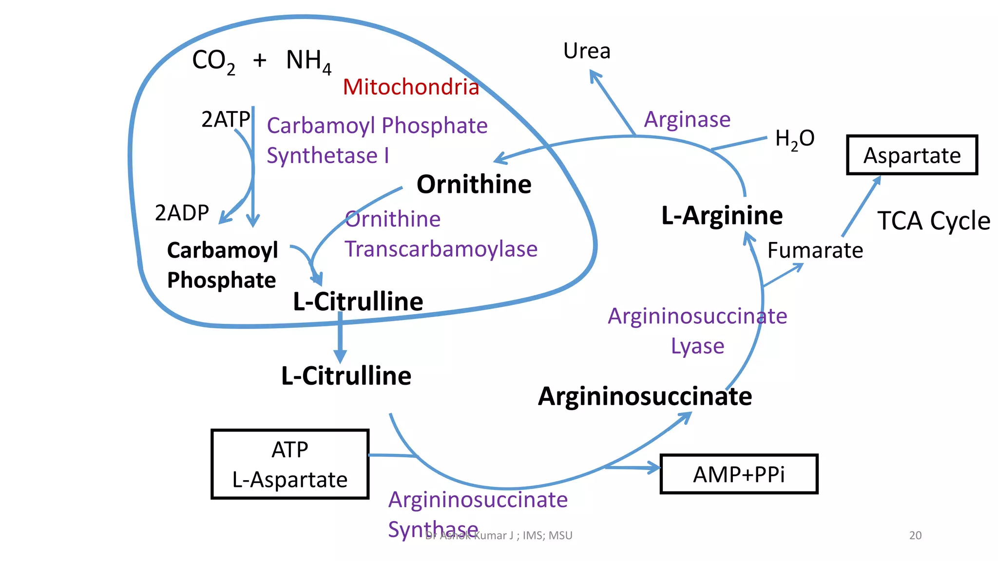 Formation of ammonia and Urea cycle by Dr. Ashok Kumar J | PPTX