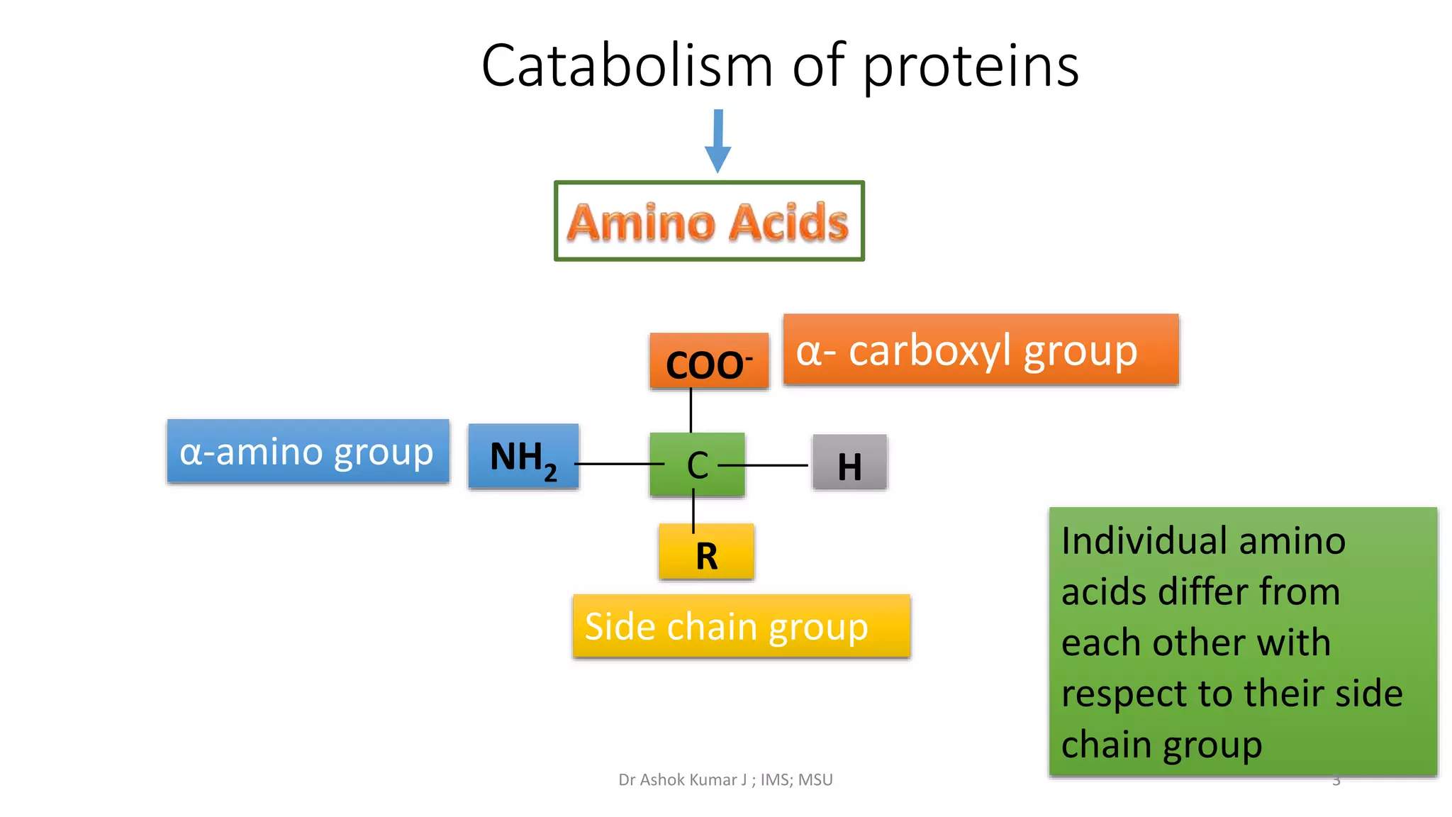Formation of ammonia and Urea cycle by Dr. Ashok Kumar J | PPTX